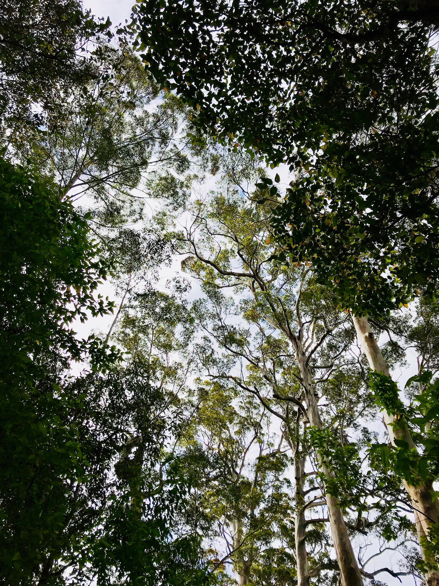 I love trees – Leavenings.com